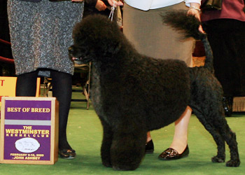 Aviator Kennel - Home Page