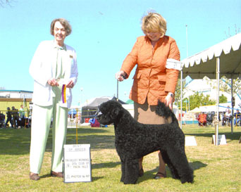 Aviator Kennel - Home Page