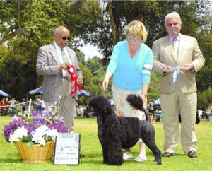 Aviator Kennel - Ladybug 2009