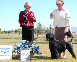 Aviator Kennel - Ladybug 2009